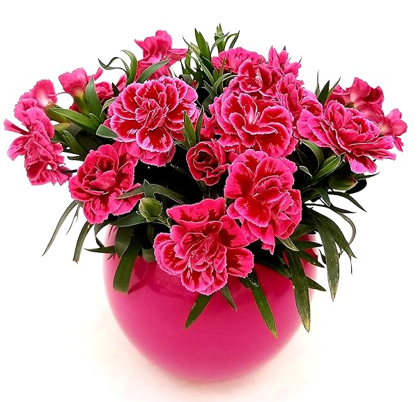 POWERS TO FLOWERS - GAROFANO ROSA INTENSO IN VASO CERAMICA SFERA FUCSIA ...